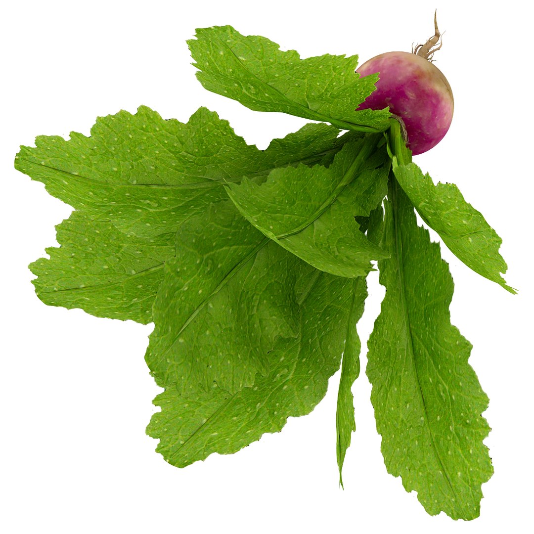turnip vegetable modeled 3d max