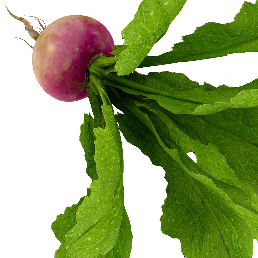 turnip vegetable modeled 3d max