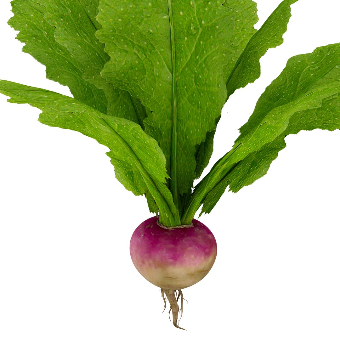 turnip vegetable modeled 3d max