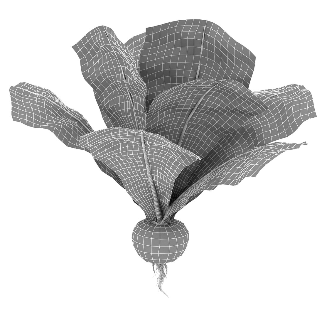 turnip vegetable modeled 3d max