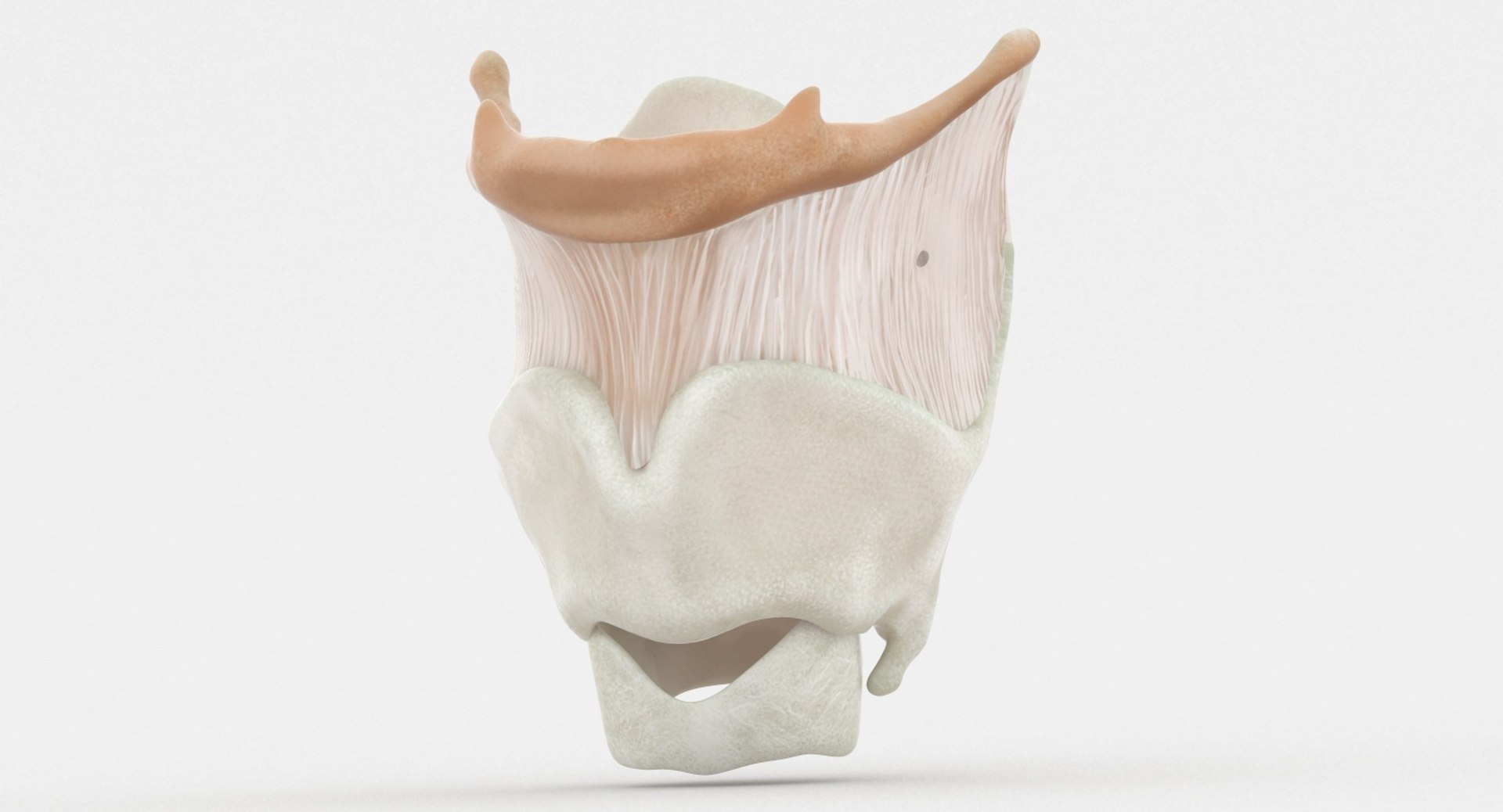3D Model Human Larynx - TurboSquid 1176404
