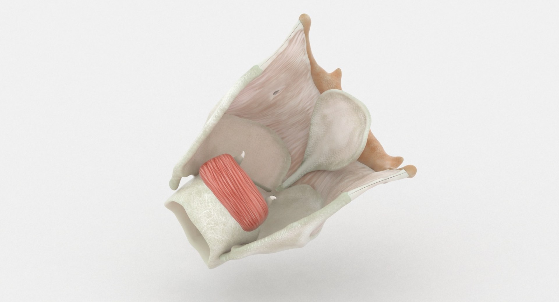 3D Model Human Larynx - TurboSquid 1176404