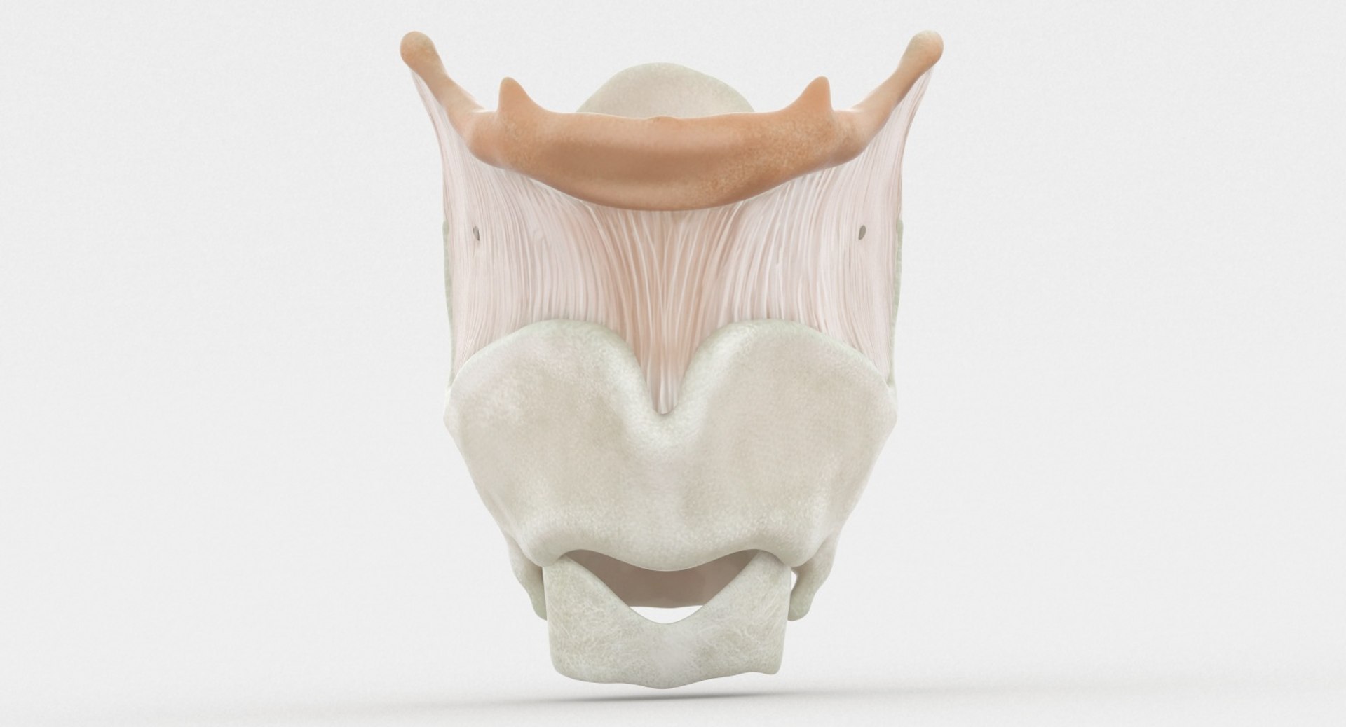 3D Model Human Larynx - TurboSquid 1176404