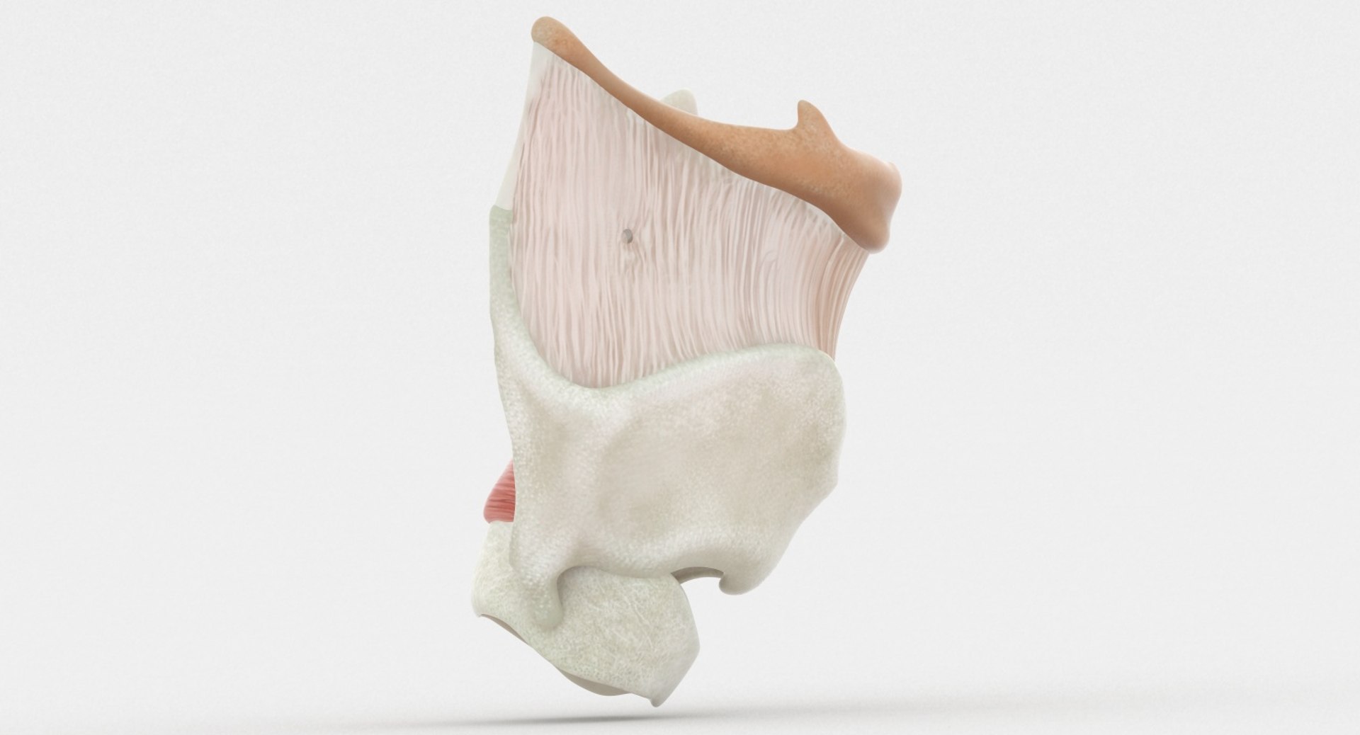 3D Model Human Larynx - TurboSquid 1176404