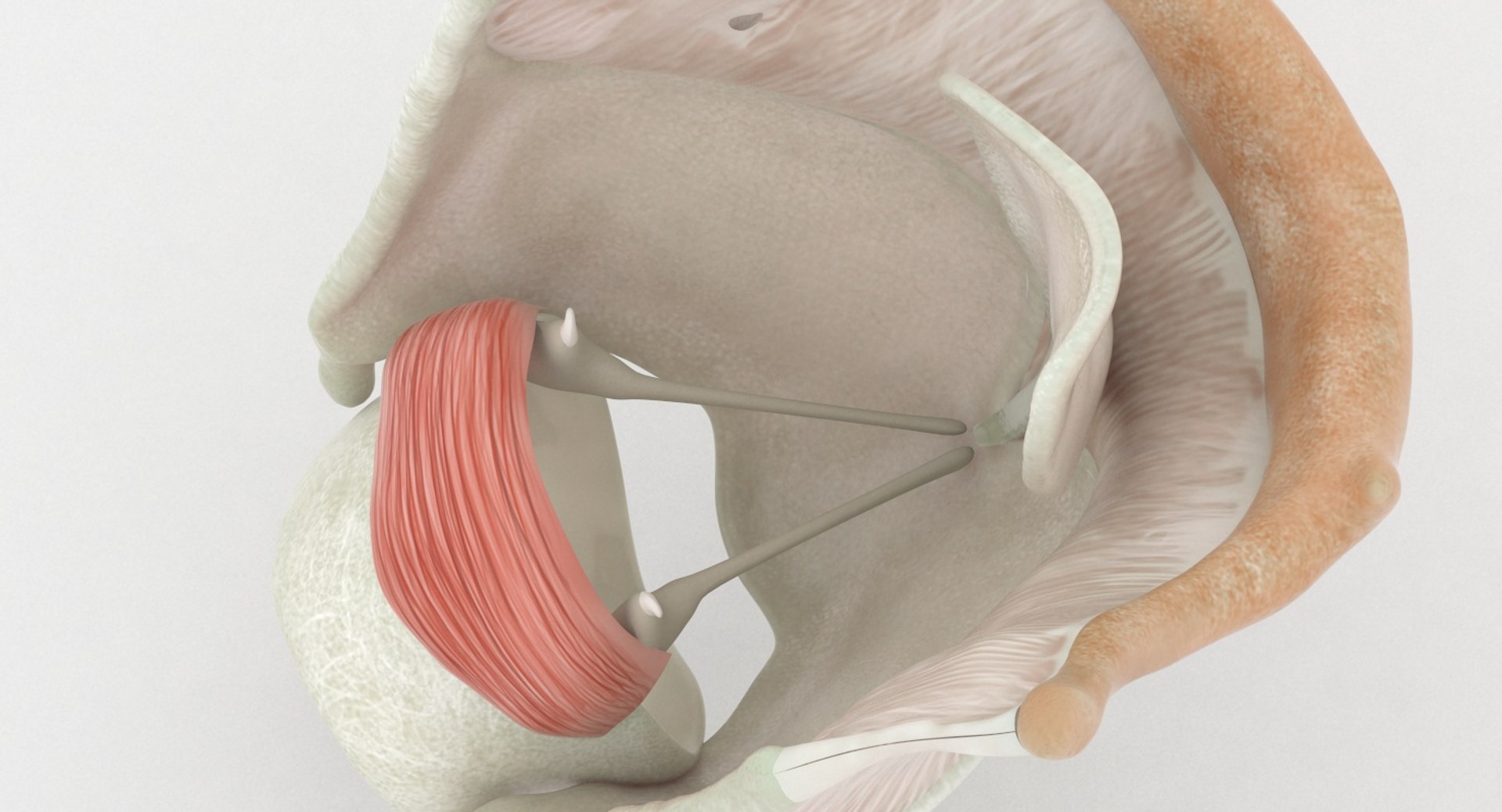 3D Model Human Larynx - TurboSquid 1176404
