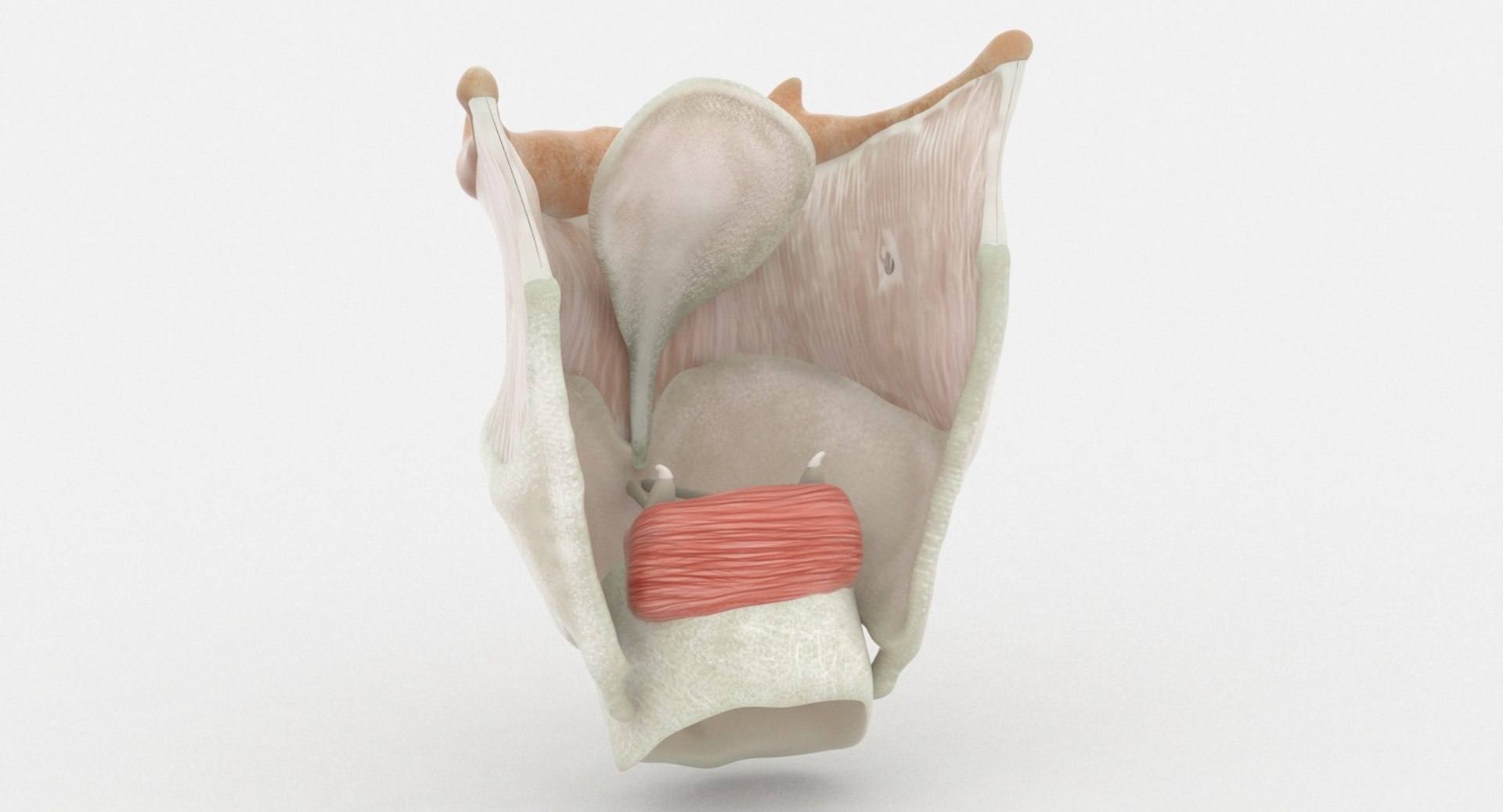 3D Model Human Larynx - TurboSquid 1176404