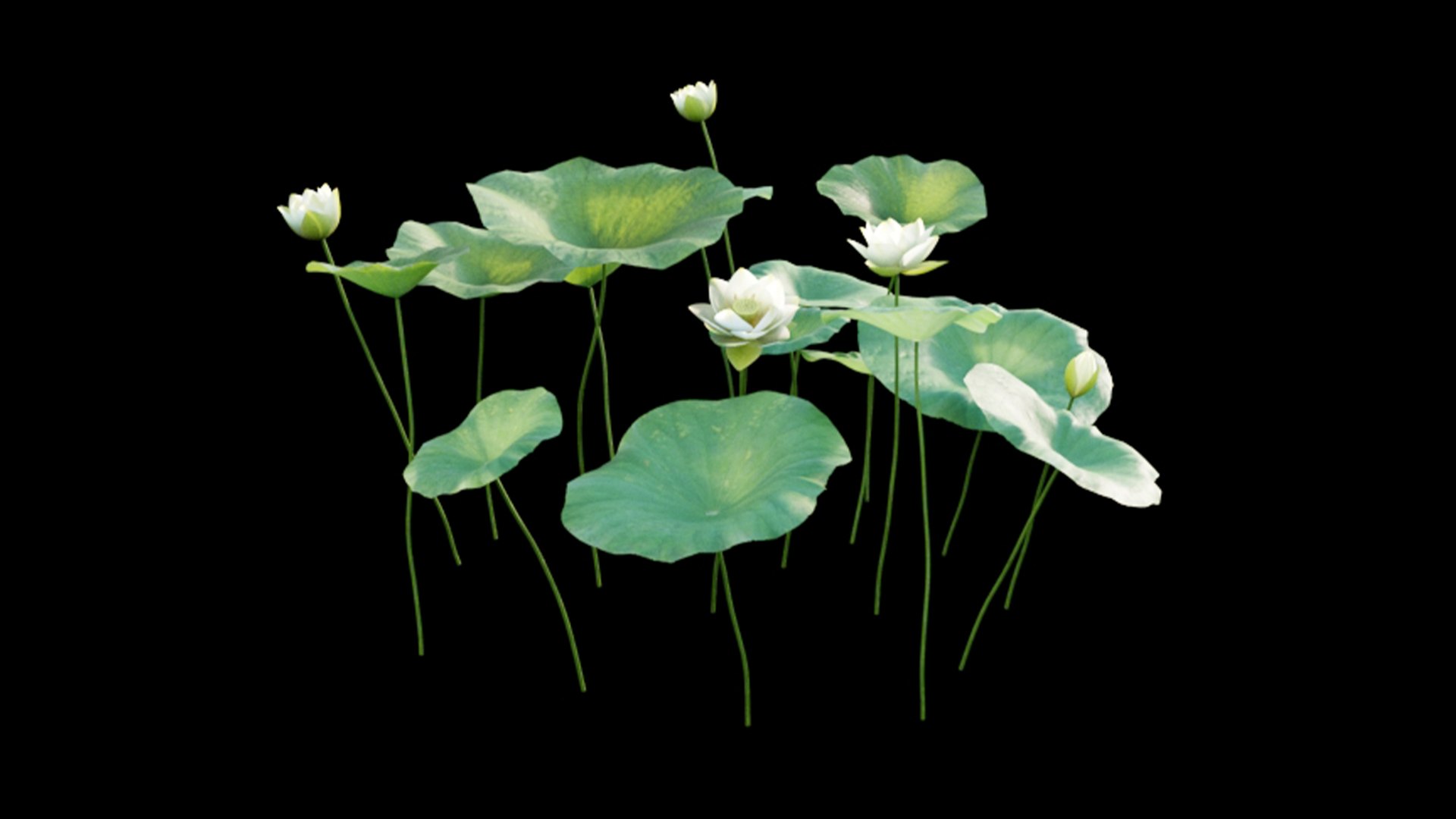 3D Nelumbo lutea - lotus - TurboSquid 1763399