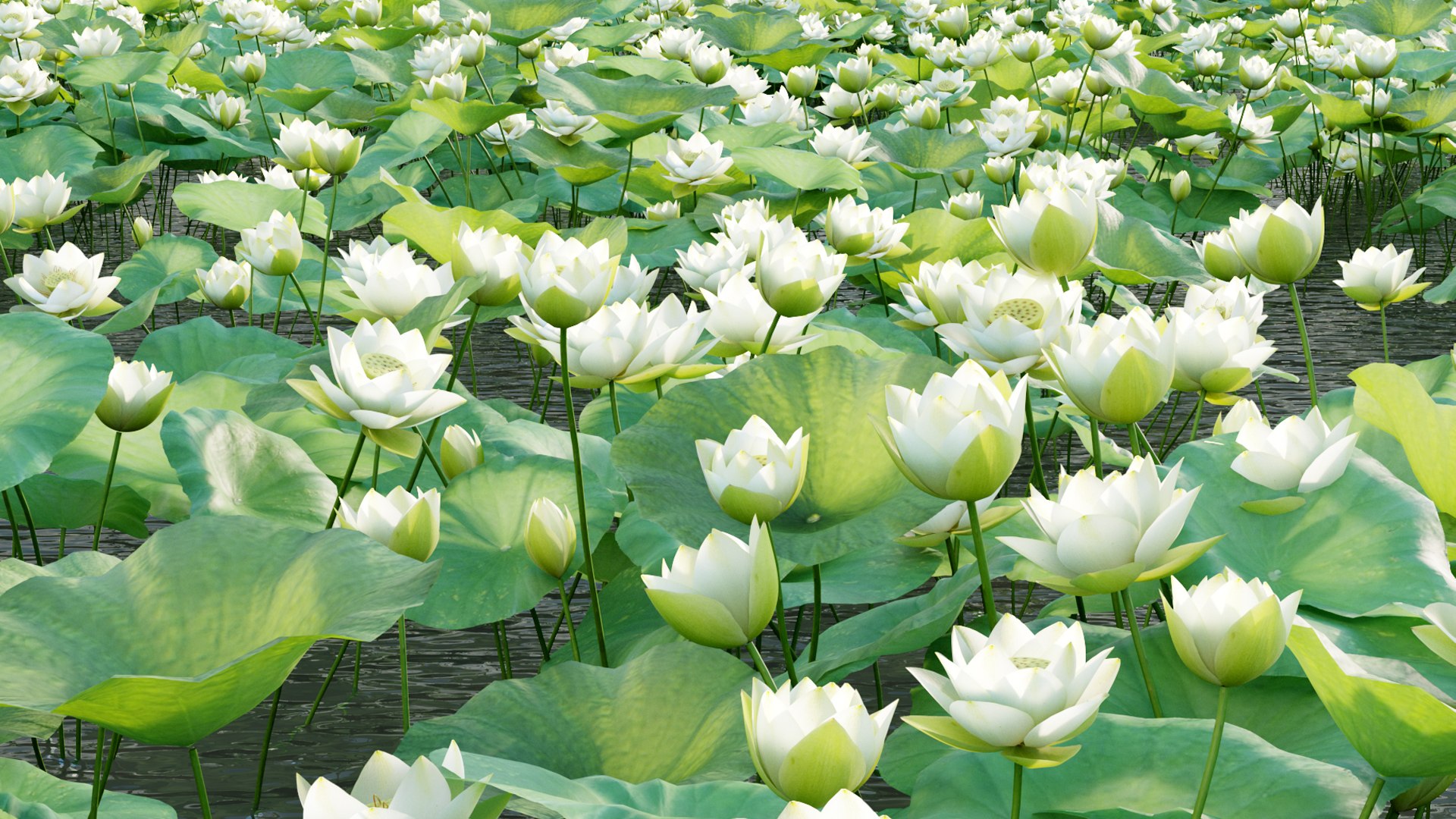 3D Nelumbo lutea - lotus - TurboSquid 1763399