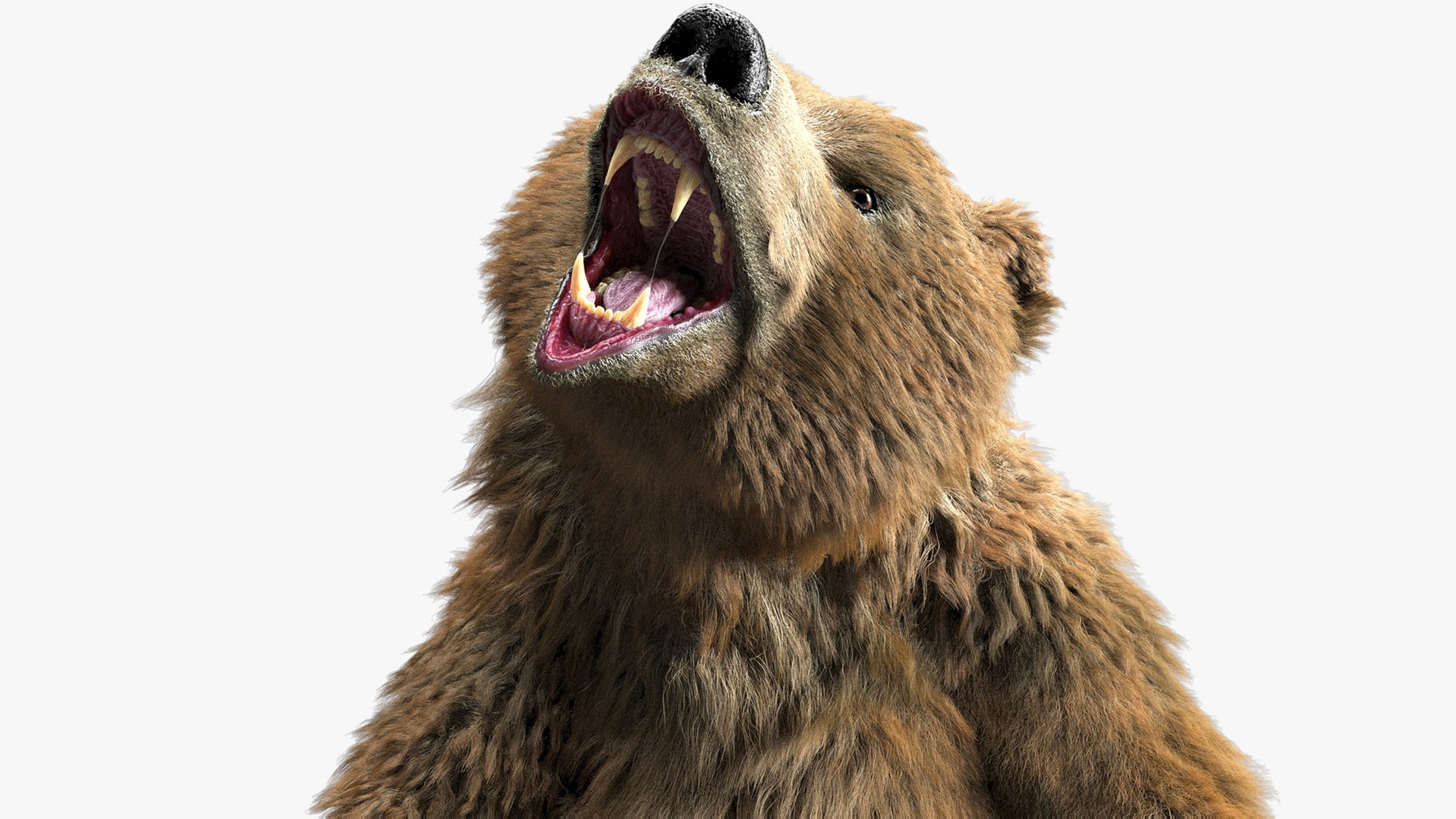Brown Bear Pose Model - TurboSquid 1430523