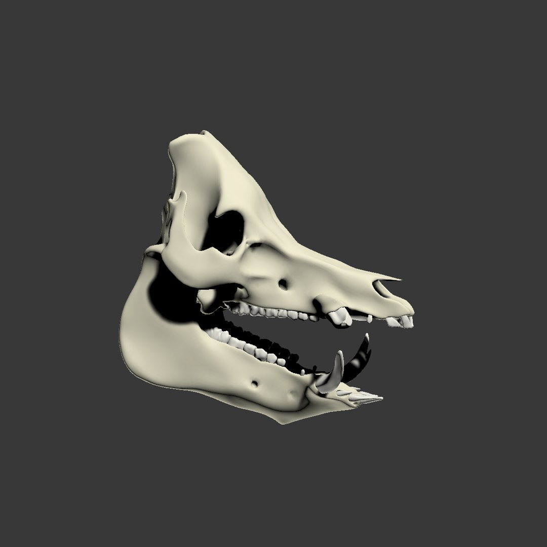 Boar Teeth Max