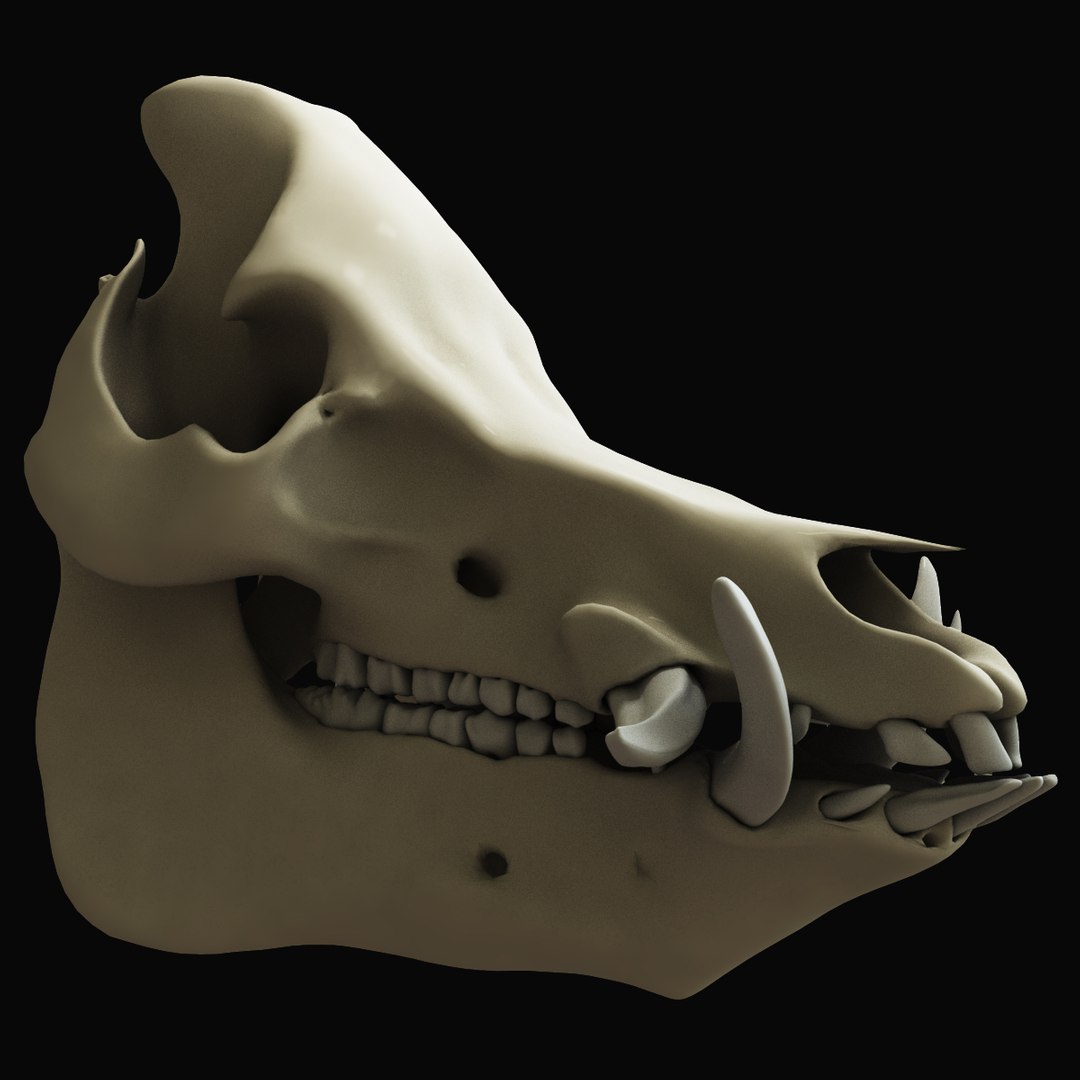Boar Teeth Max