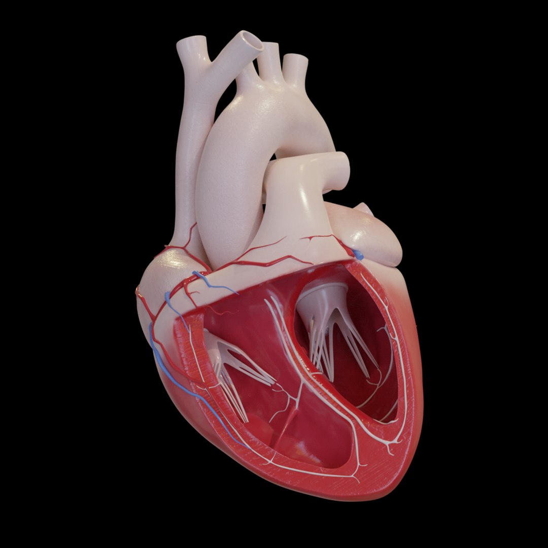 3D Human Heart Anatomy - Animated - TurboSquid 2221125