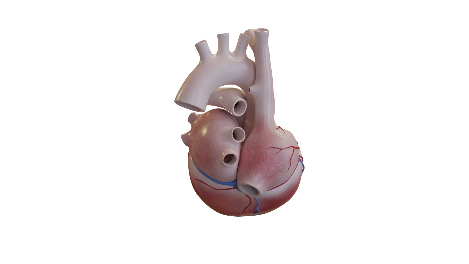 3D Human Heart Anatomy - Animated - TurboSquid 2221125