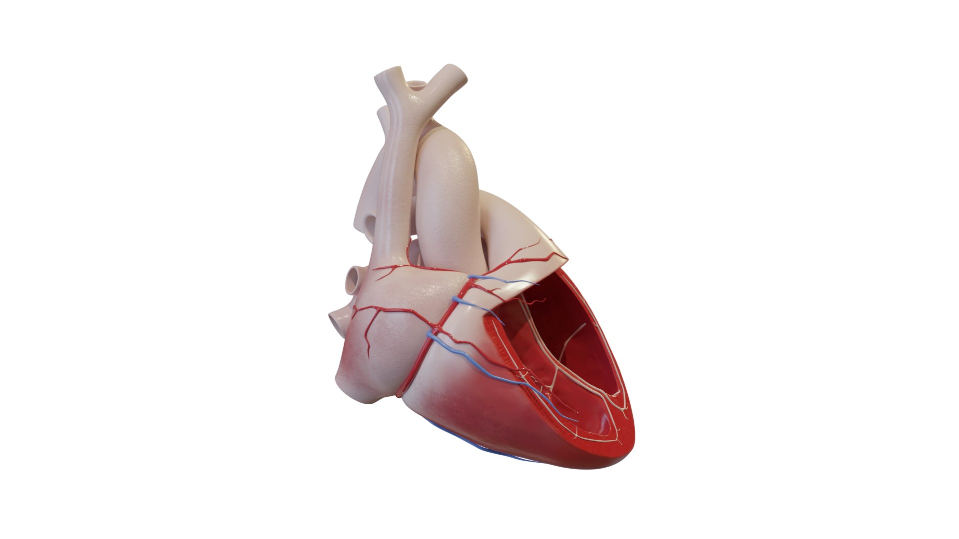 3D Human Heart Anatomy - Animated - TurboSquid 2221125