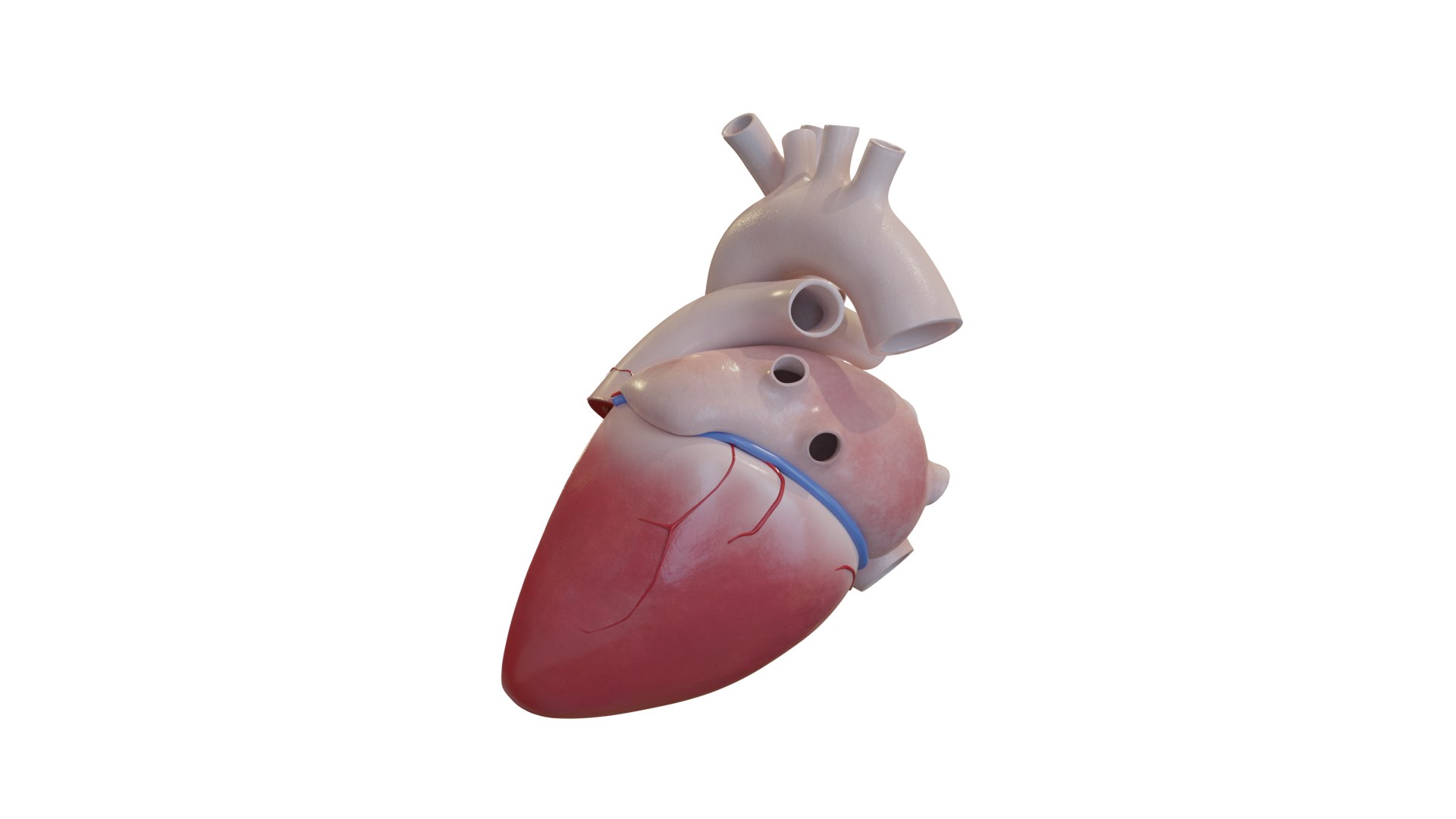 3D Human Heart Anatomy - Animated - TurboSquid 2221125