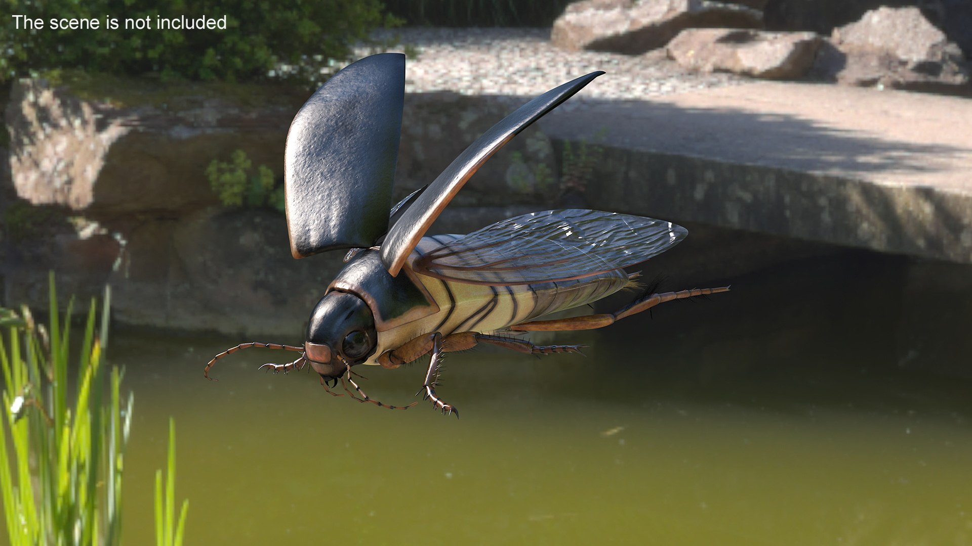 Aquatic Beetle Black Realistic Flying 3D Model - TurboSquid 2241931