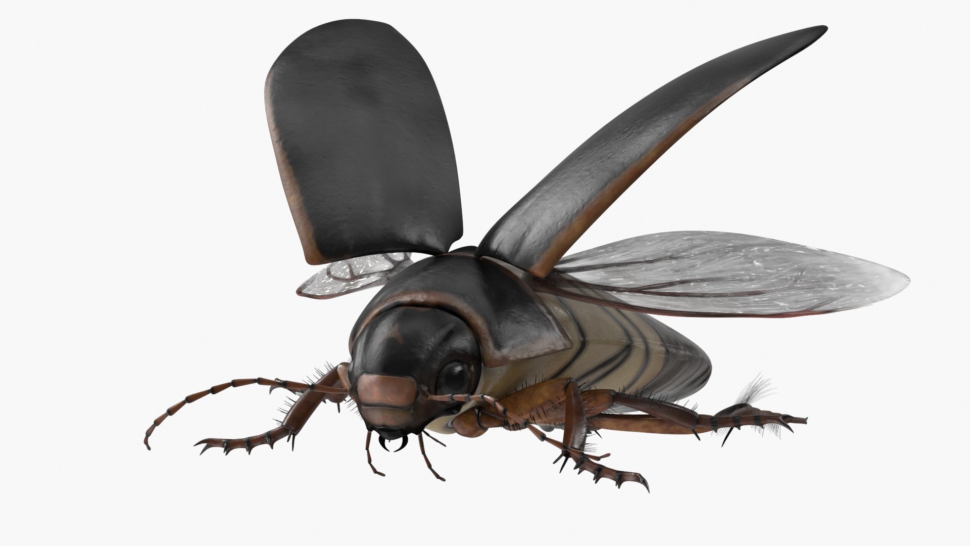 Aquatic Beetle Black Realistic Flying 3D Model - TurboSquid 2241931