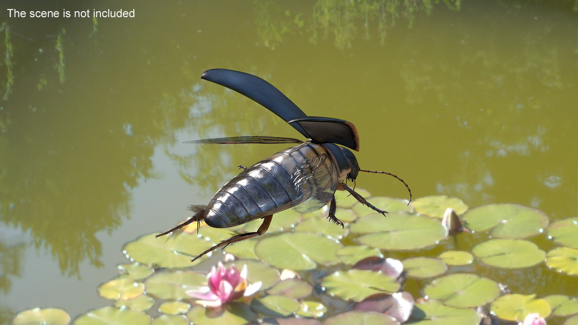 Aquatic Beetle Black Realistic Flying 3D Model - TurboSquid 2241931