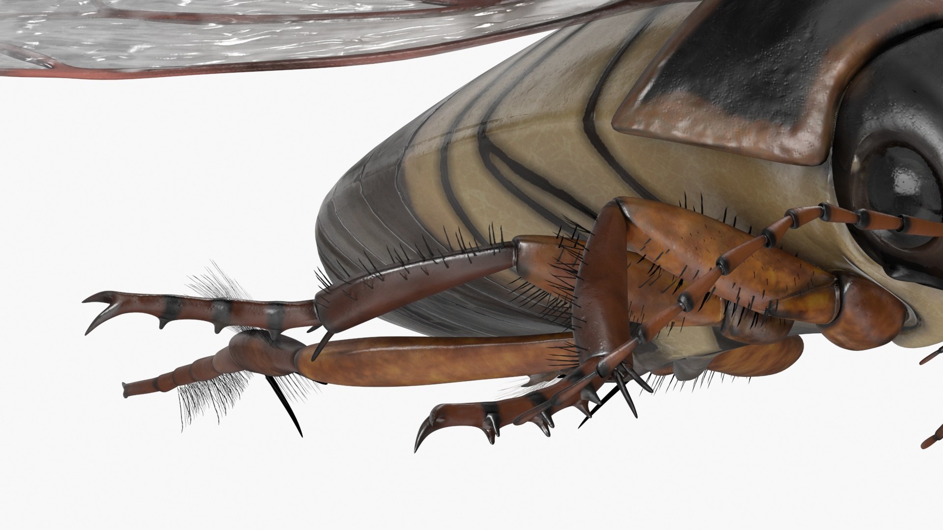 Aquatic Beetle Black Realistic Flying 3D Model - TurboSquid 2241931