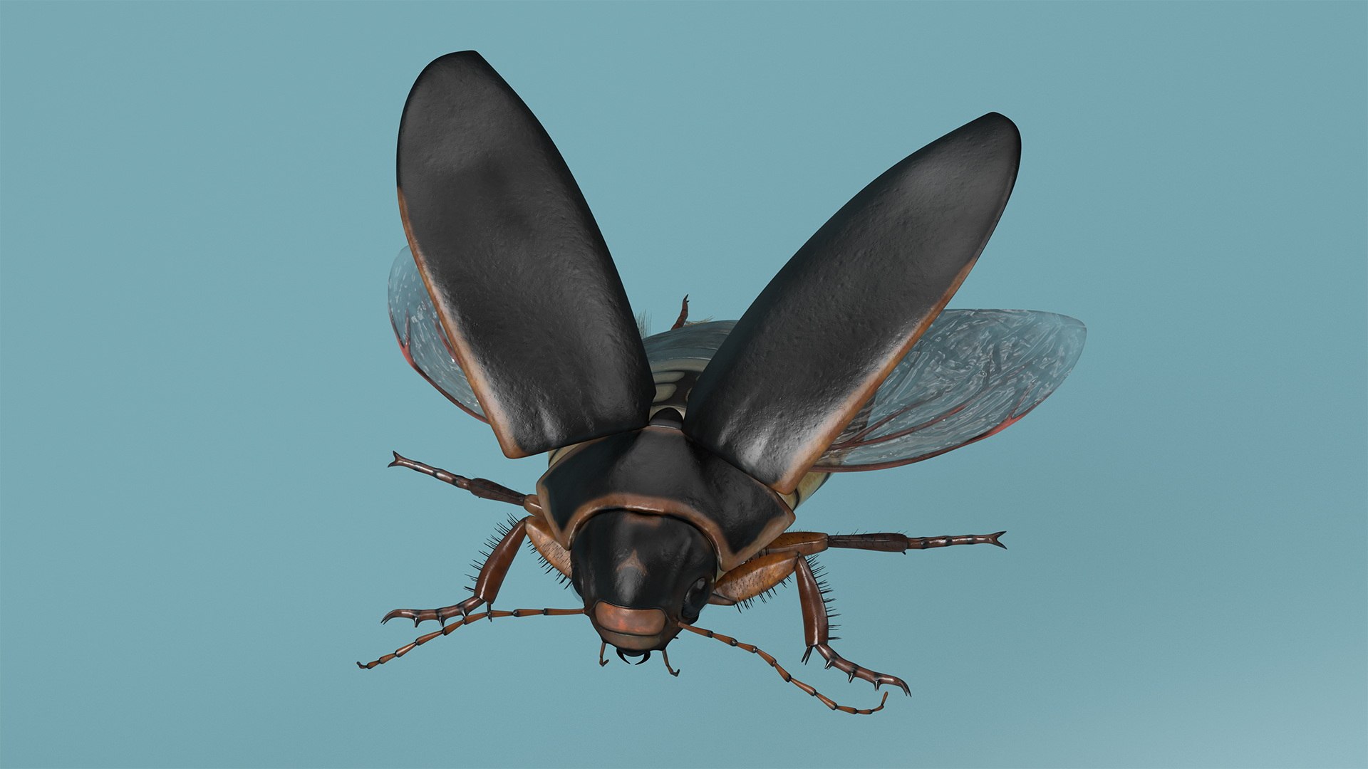 Aquatic Beetle Black Realistic Flying 3D Model - TurboSquid 2241931