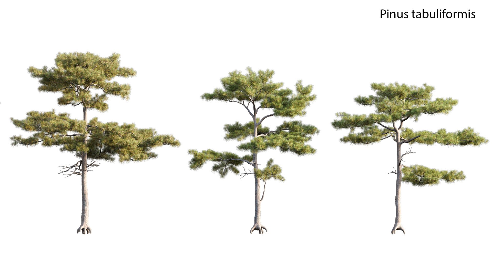 3D Model Chinese Garden - TurboSquid 1820303