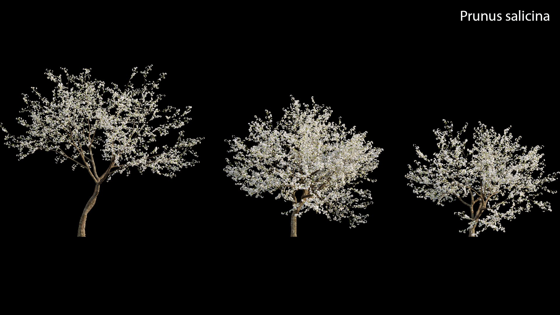 3D Model Chinese Garden - TurboSquid 1820303