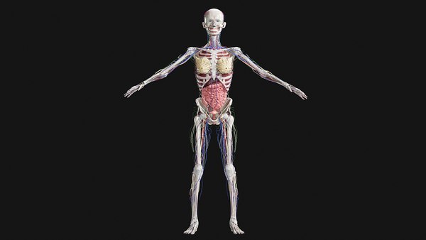 Female Complete Anatomy 3D model - TurboSquid 1749345