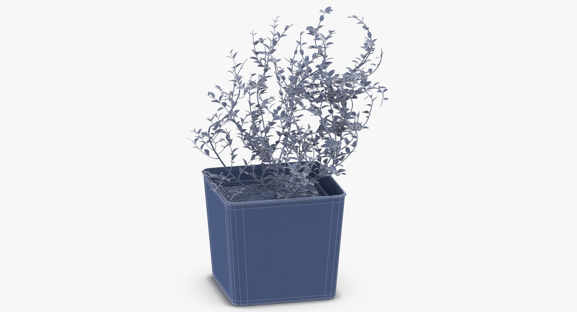 3D Thyme Herb Model - TurboSquid 1359029