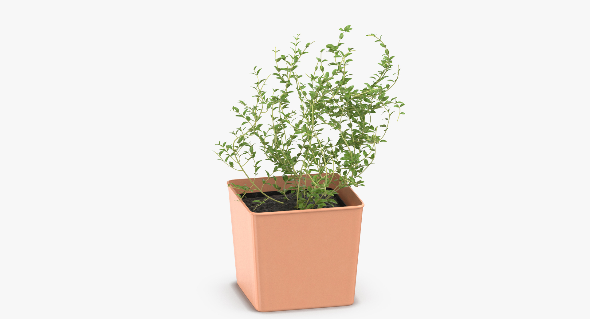 3D Thyme Herb Model - TurboSquid 1359029