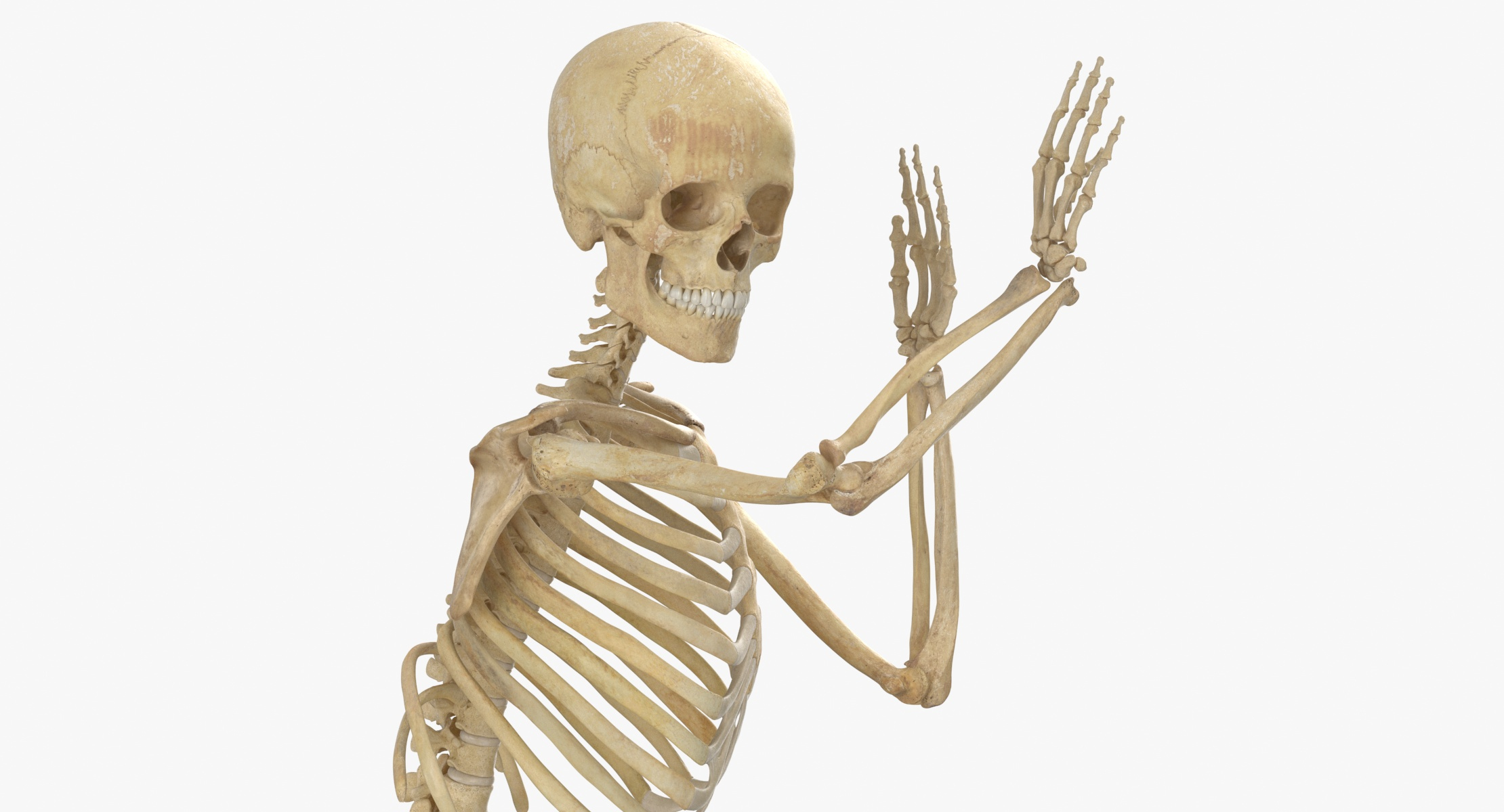Real Human Female Skeleton Pose 663Dモデル - TurboSquid 1907961