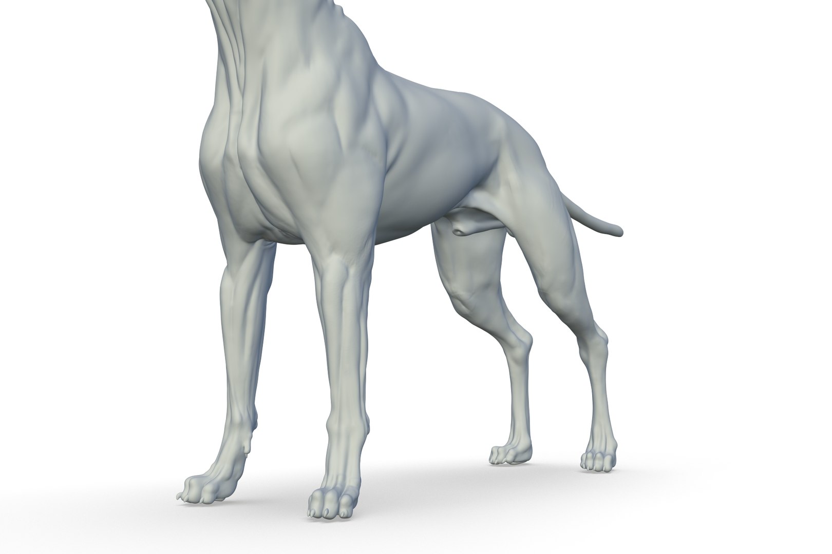 3D Model Great Dane - TurboSquid 2217262