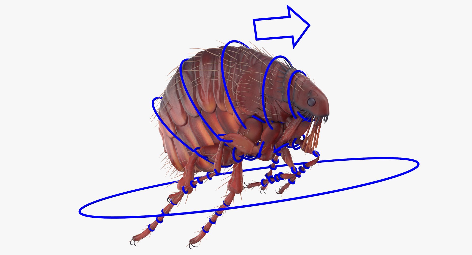 Flea Rigged 3D Model - TurboSquid 1375625