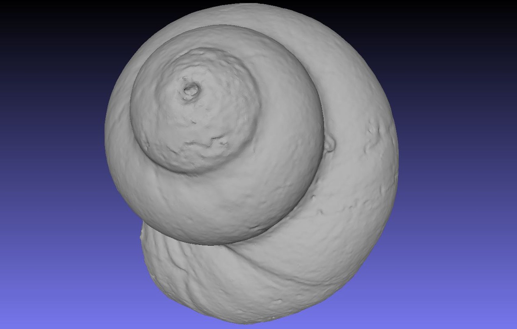 Sea Shell 3d Model