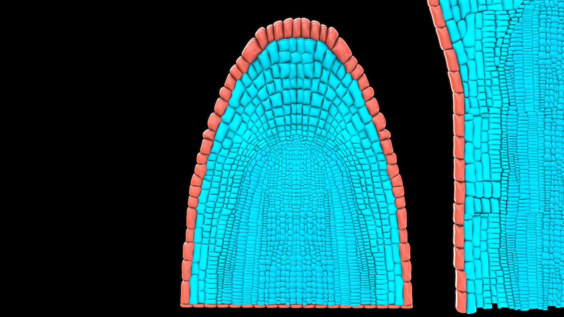 Dermatogen Cell 3D - TurboSquid 2205453