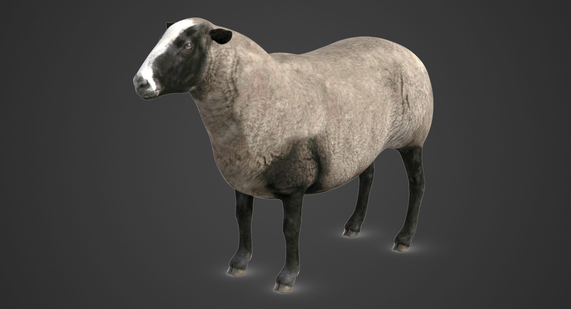 3d 3ds Sheep