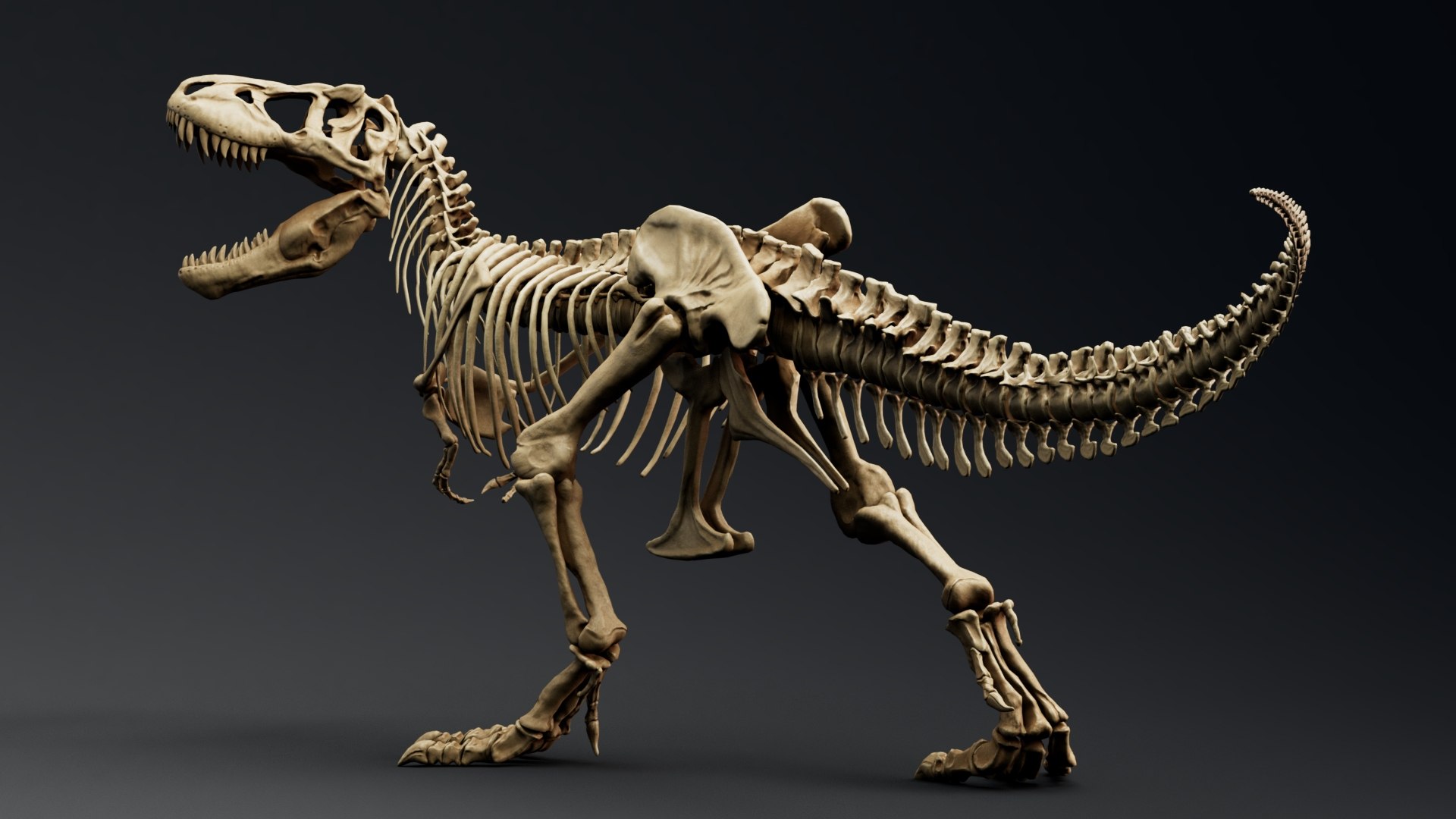 Trex Sue Skeleton Unreal Engine - Unity Projects 3D Model - TurboSquid ...