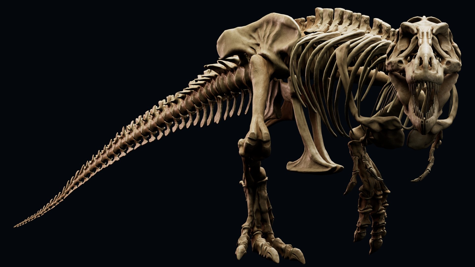 Trex Sue Skeleton Unreal Engine - Unity Projects 3D Model - TurboSquid ...