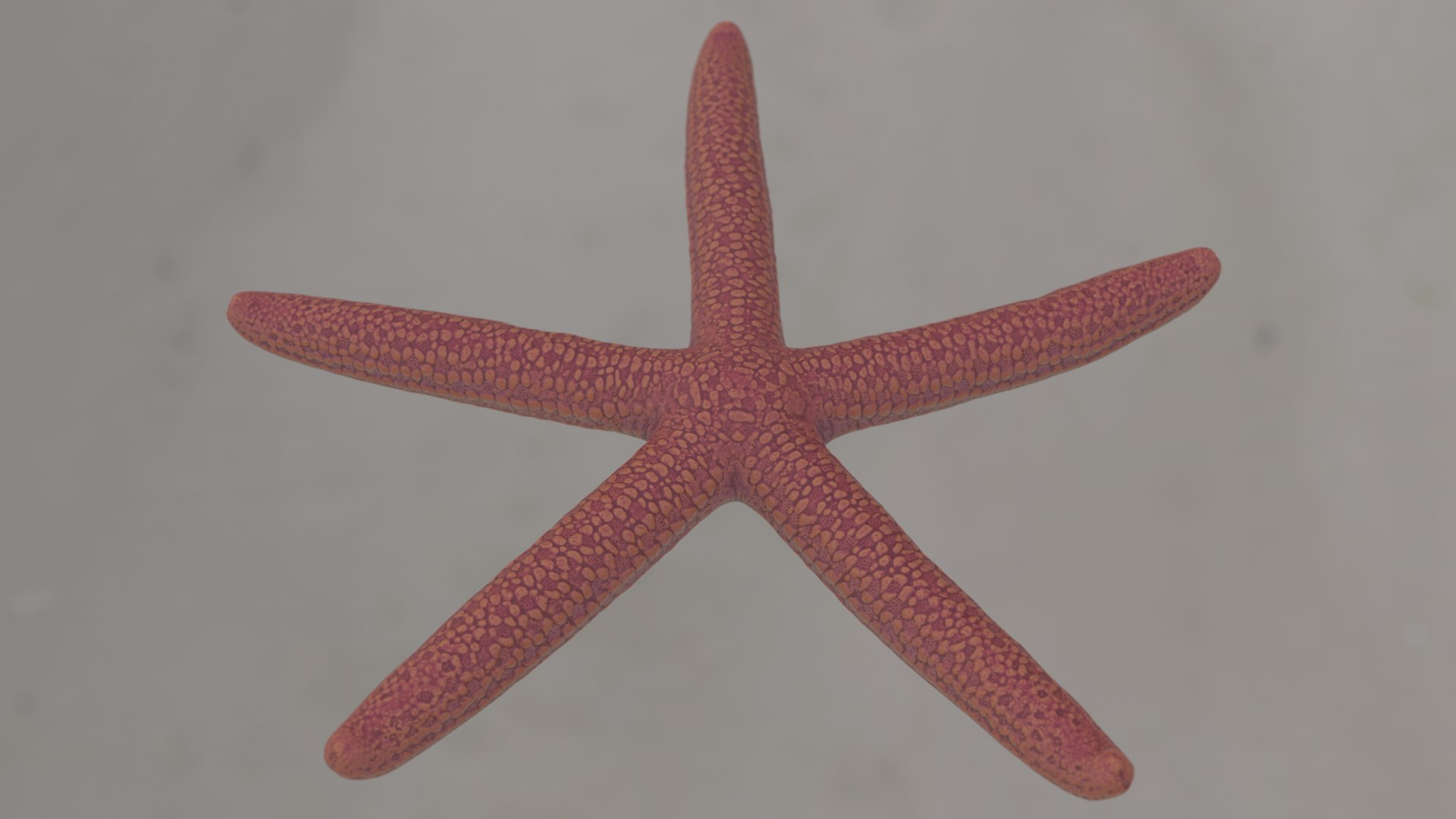 3D Model Starfish 03 - TurboSquid 1738169