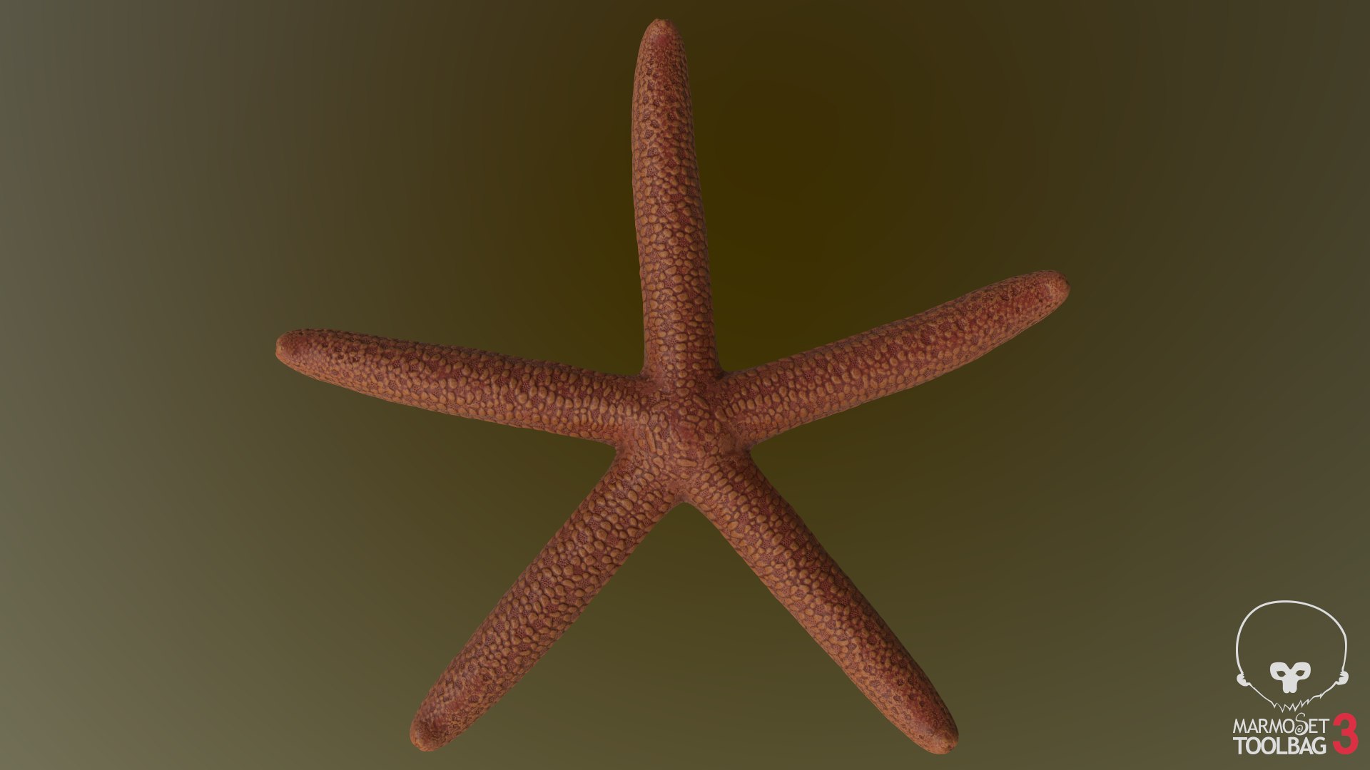 3D Model Starfish 03 - TurboSquid 1738169