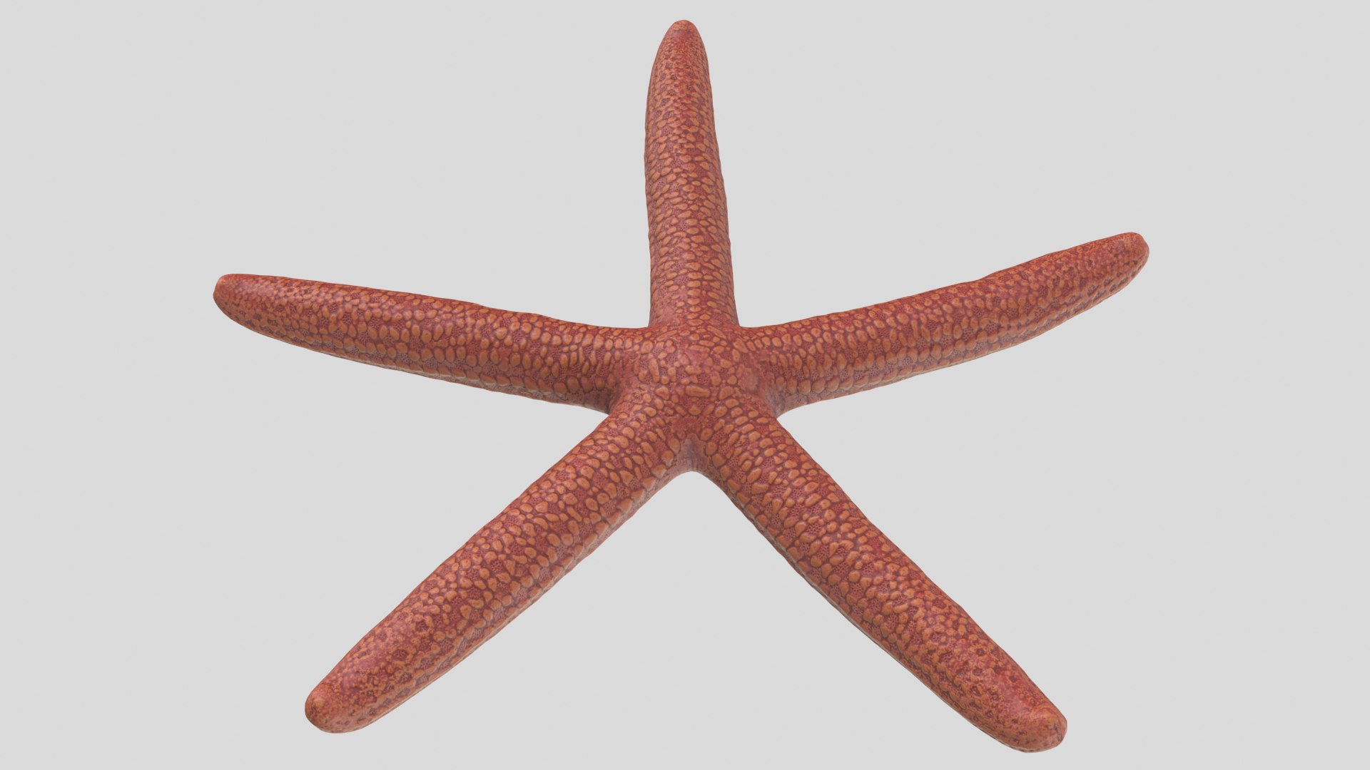 3D Model Starfish 03 - TurboSquid 1738169
