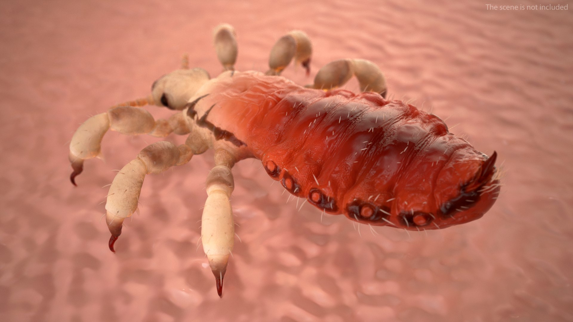 3D Parasitic Insect Louse With Blood Rigged For Maya - TurboSquid 2341326