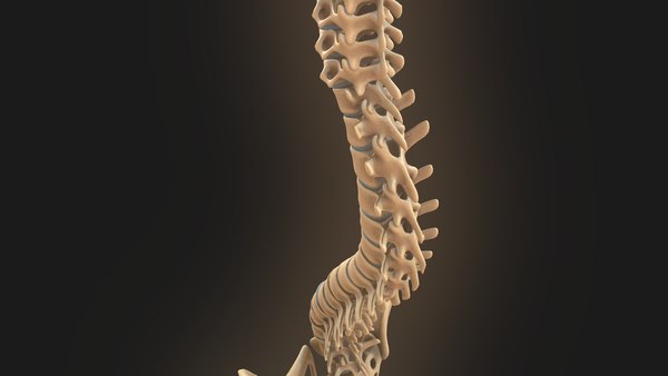 Spine anatomy spinal column 3D model - TurboSquid 1427504