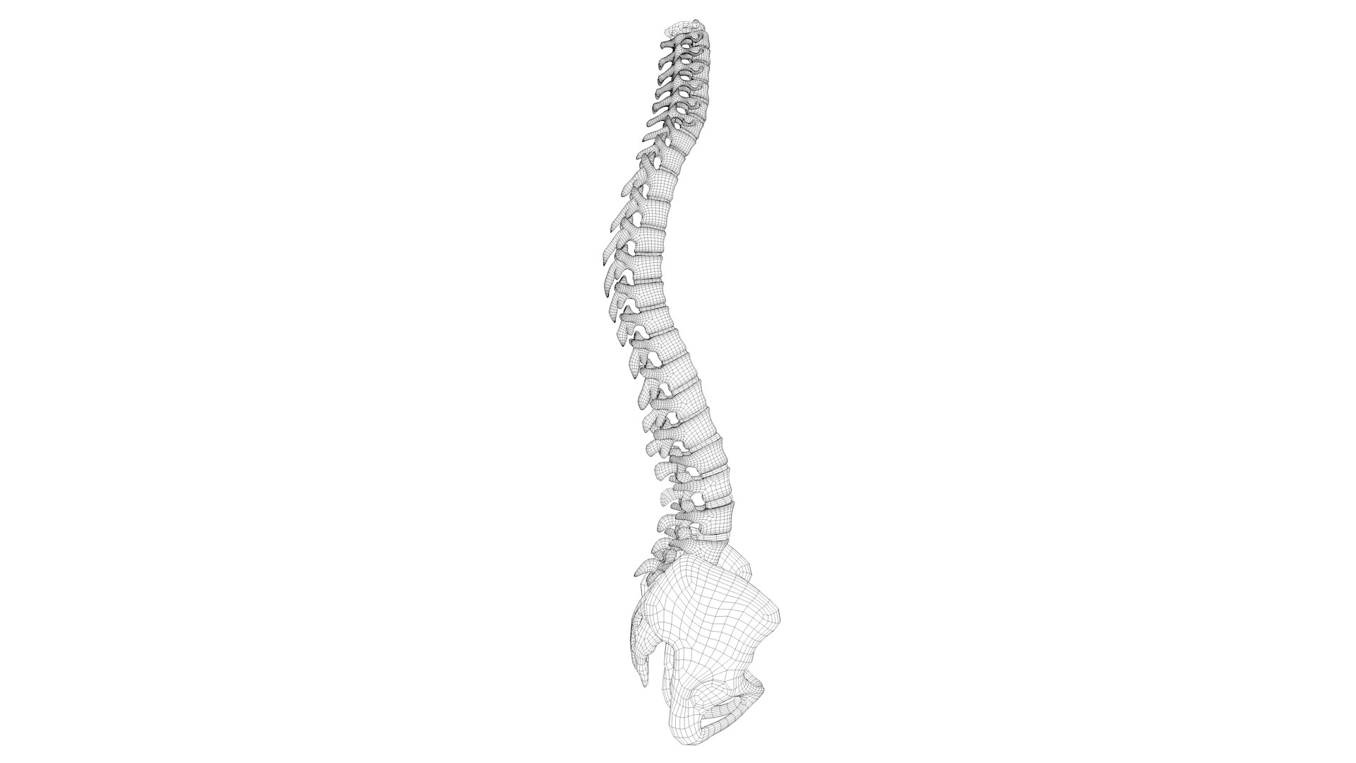 Spine anatomy spinal column 3D model - TurboSquid 1427504