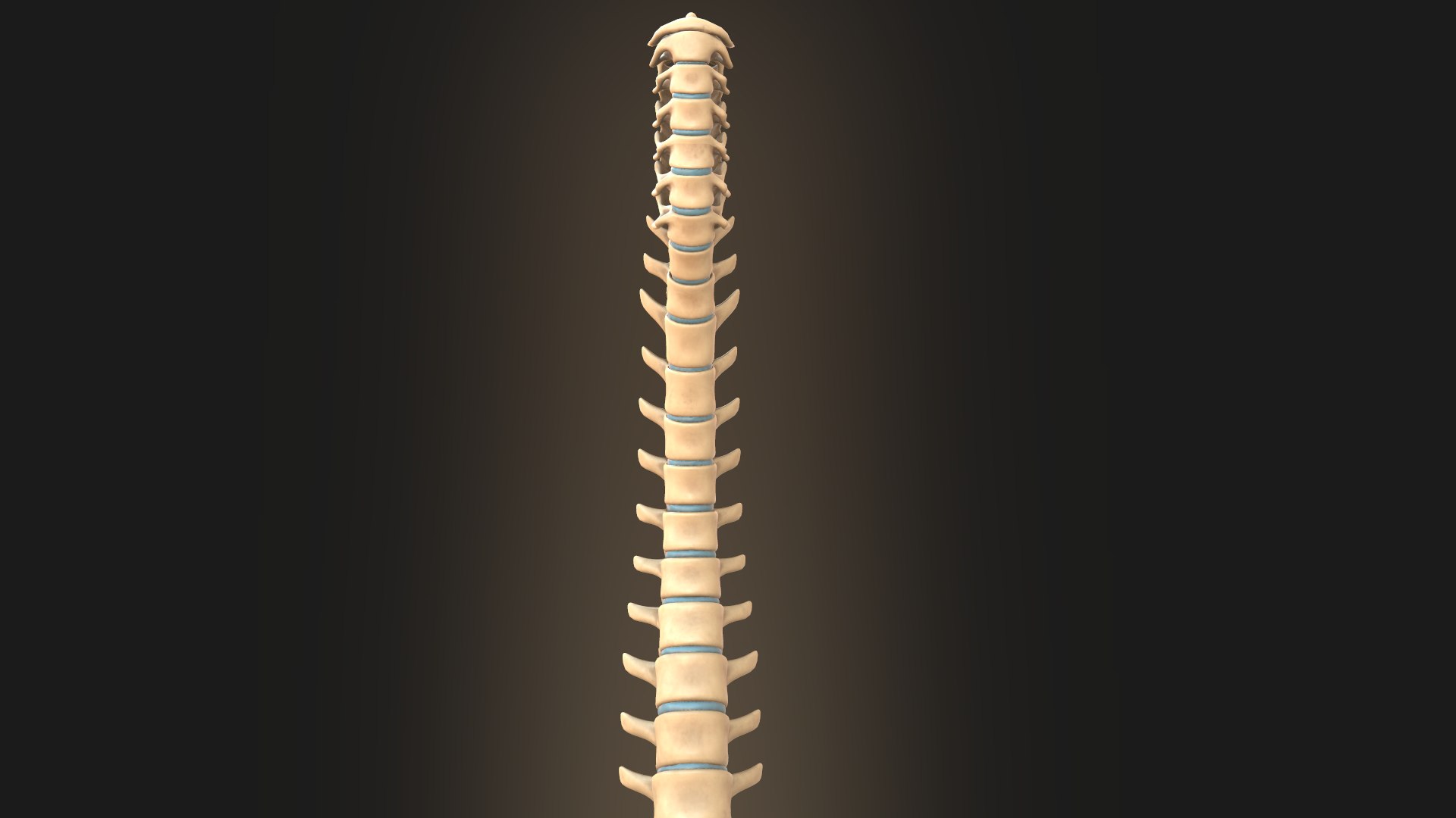 Spine anatomy spinal column 3D model - TurboSquid 1427504