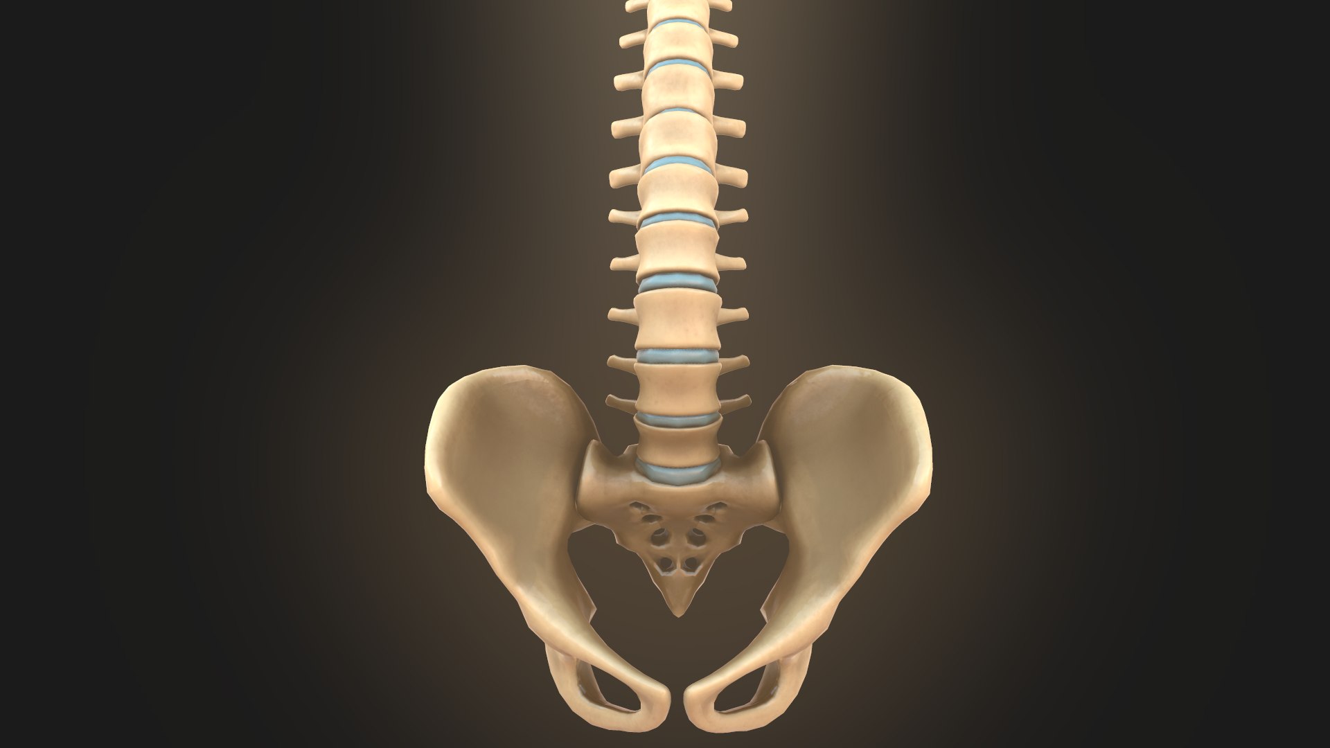 Spine anatomy spinal column 3D model - TurboSquid 1427504