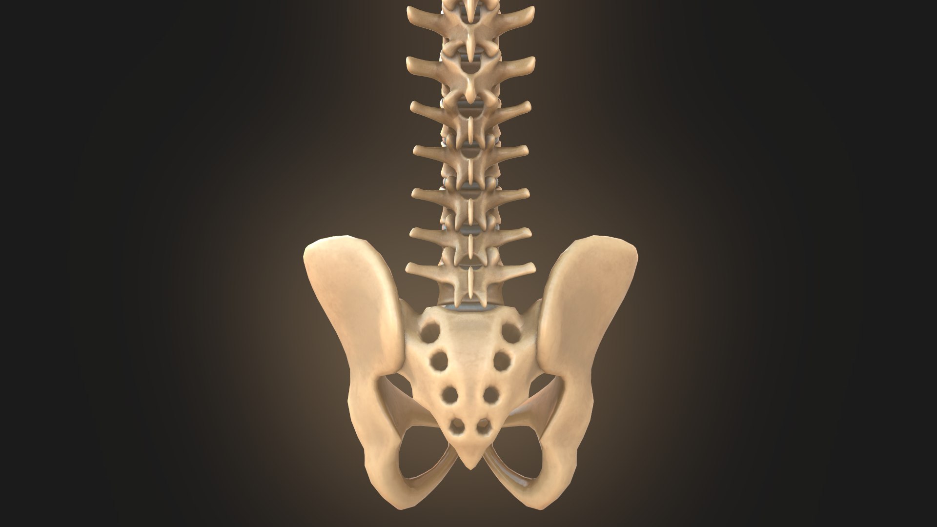 Spine anatomy spinal column 3D model - TurboSquid 1427504