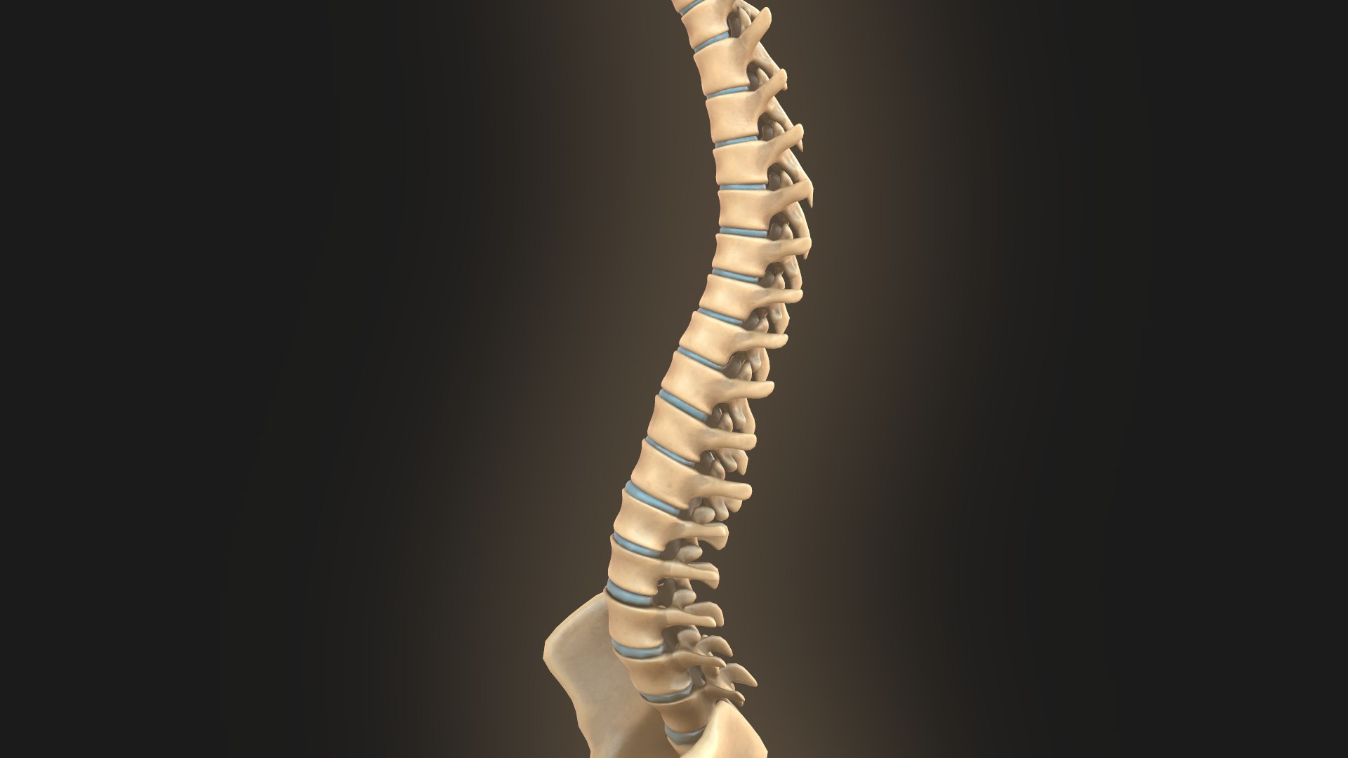 Spine anatomy spinal column 3D model - TurboSquid 1427504