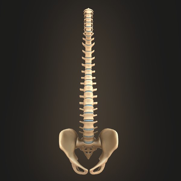 3D human lumbar vertebrae spine model - TurboSquid 1380988