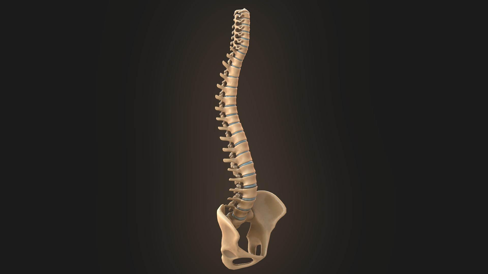 Spine anatomy spinal column 3D model - TurboSquid 1427504