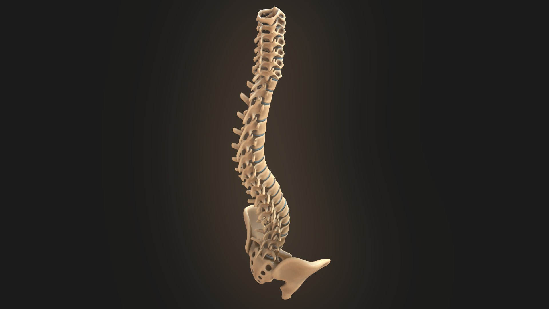 Spine anatomy spinal column 3D model - TurboSquid 1427504